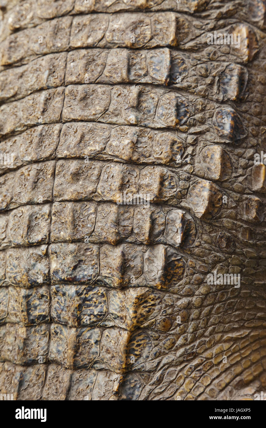 Cambodia,Siem Reap,crocodile shell Stock Photo - Alamy