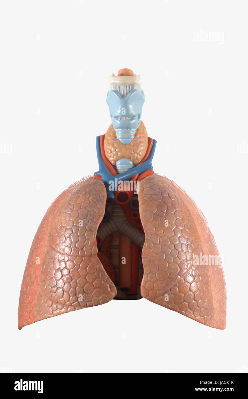 Anatomical model of the lung Stock Photo - Alamy