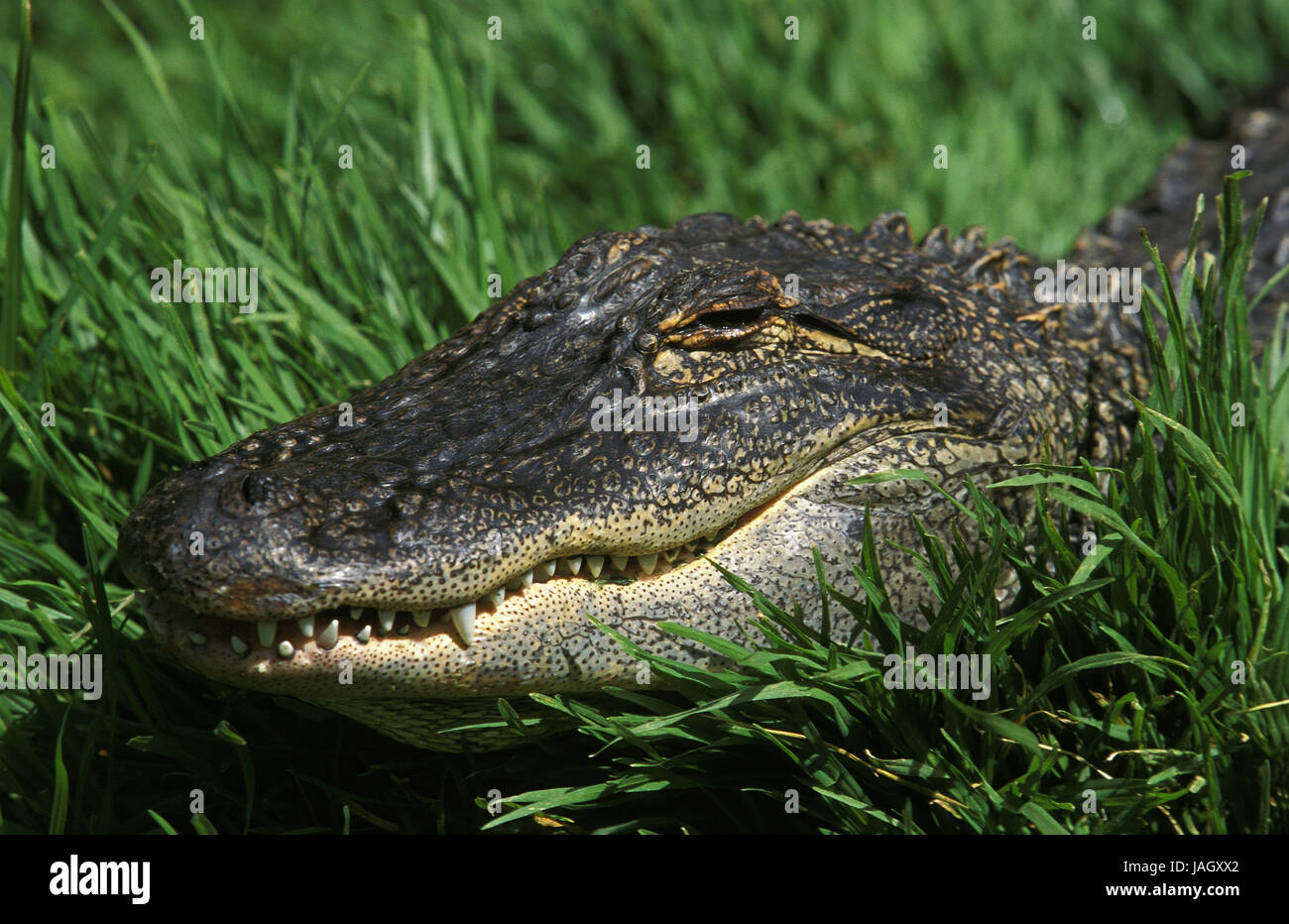 Bar crocodile,Crocodylus porosus,saltwater crocodile or Saltie,portrait ...