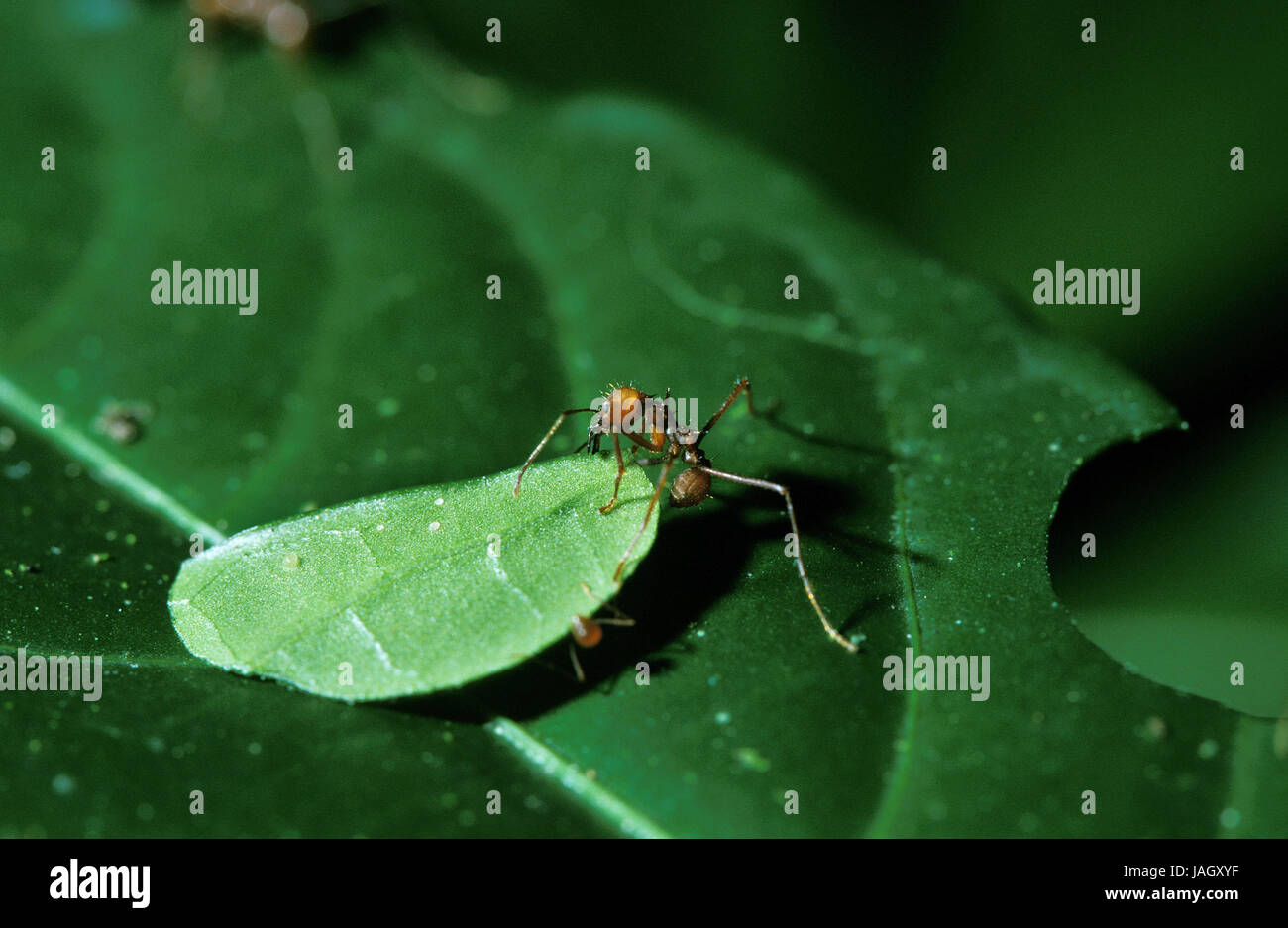 Leaf guts ant or Atta,Atta spec.,adult animal,carry,leaf part,ant heap ...