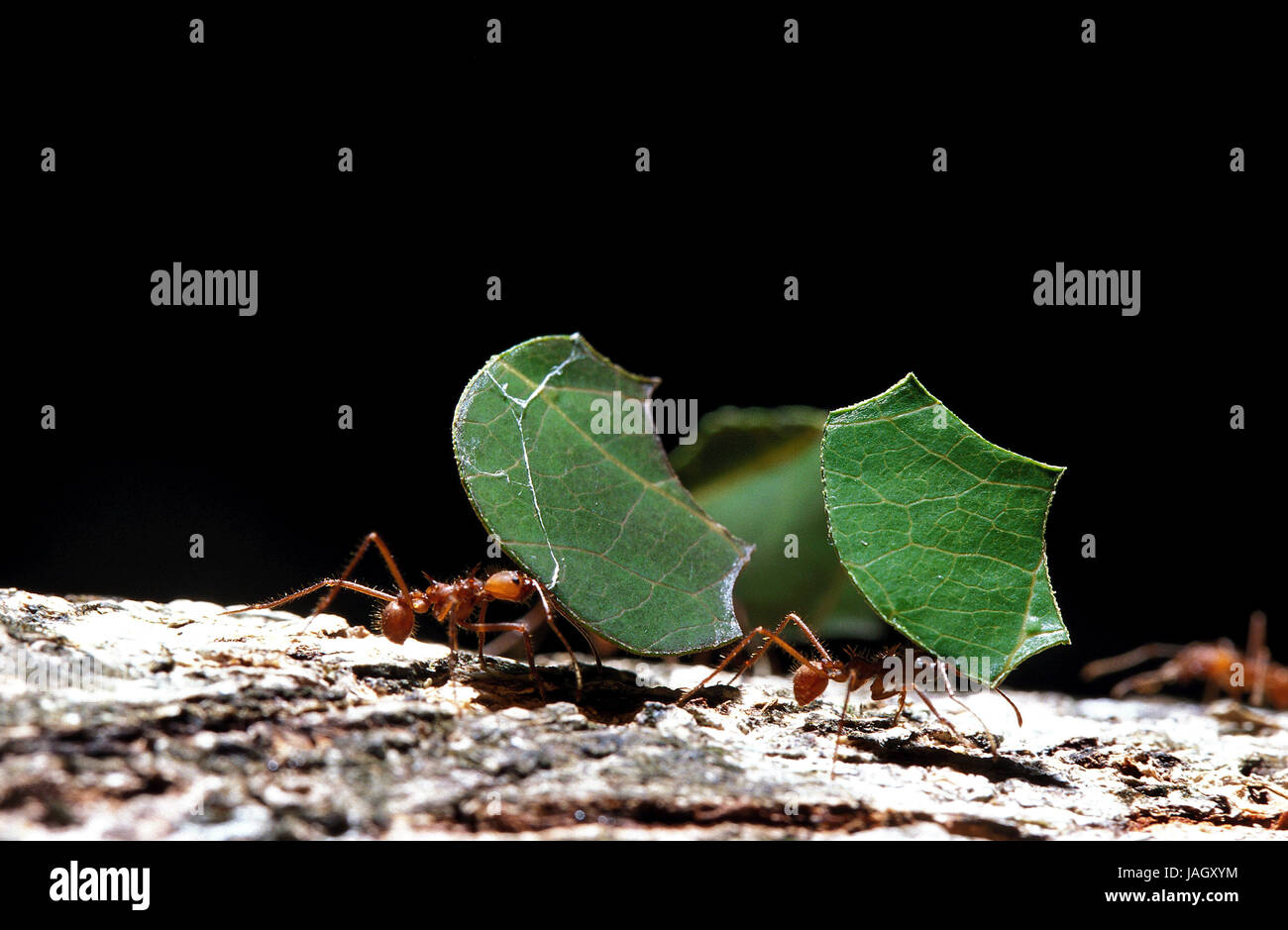 Ant heap hi-res stock photography and images - Alamy