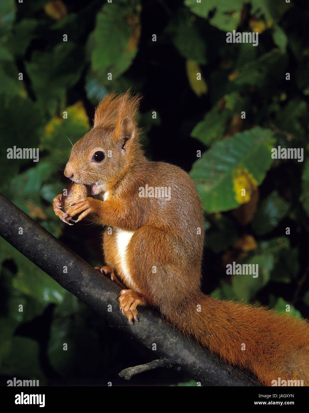 Red squirrels of france hi-res stock photography and images - Alamy