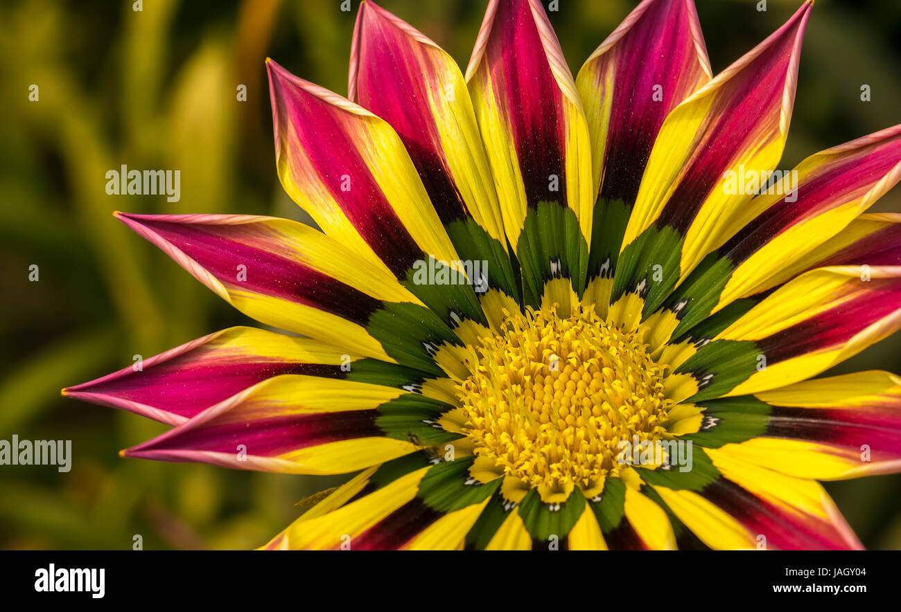 Composite flowers hi-res stock photography and images - Alamy