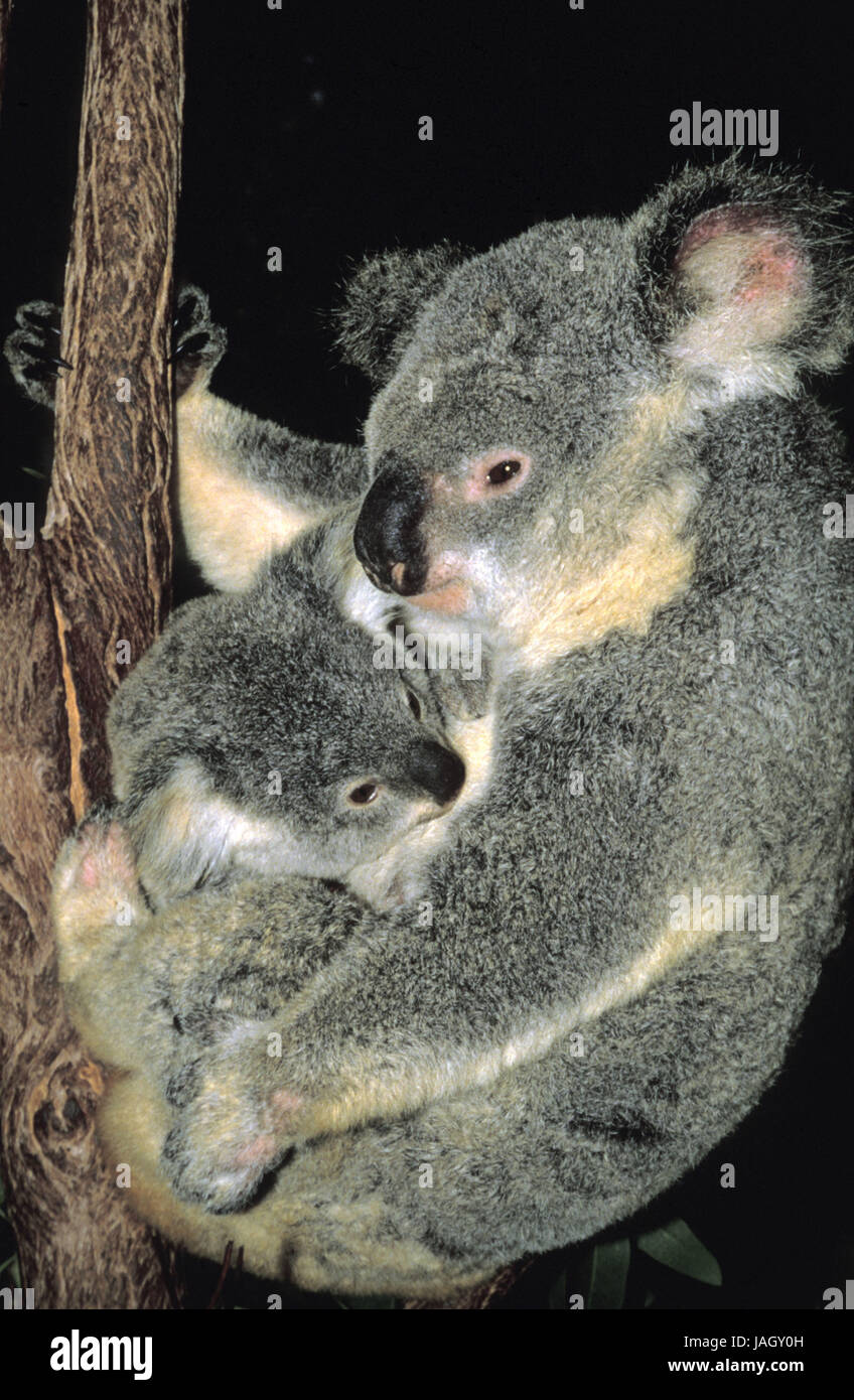 Koala or ash-grey koala,Phascolarctos cinereus,mother animal,young ...
