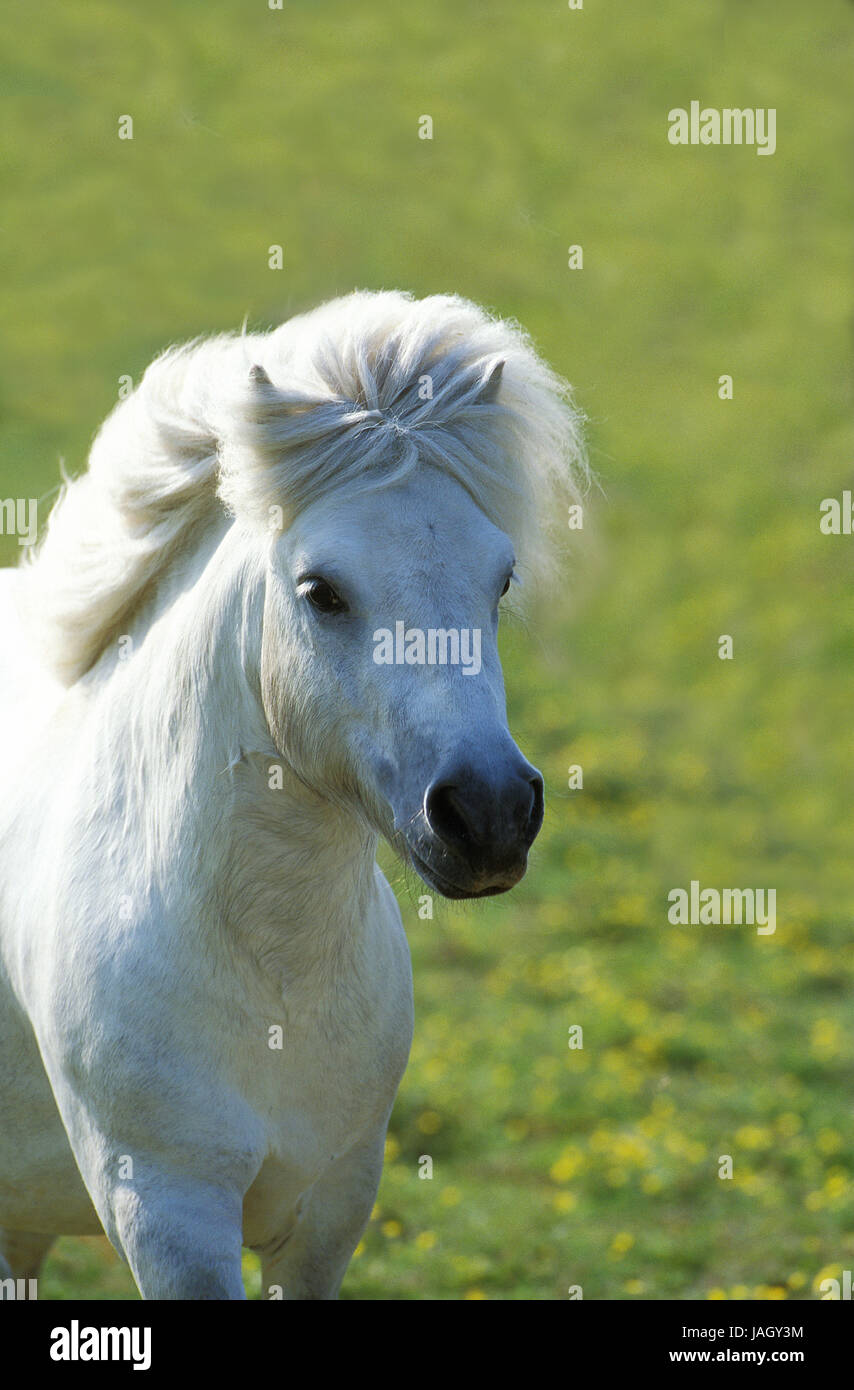 Shetlands Pony High Resolution Stock Photography and Images - Alamy