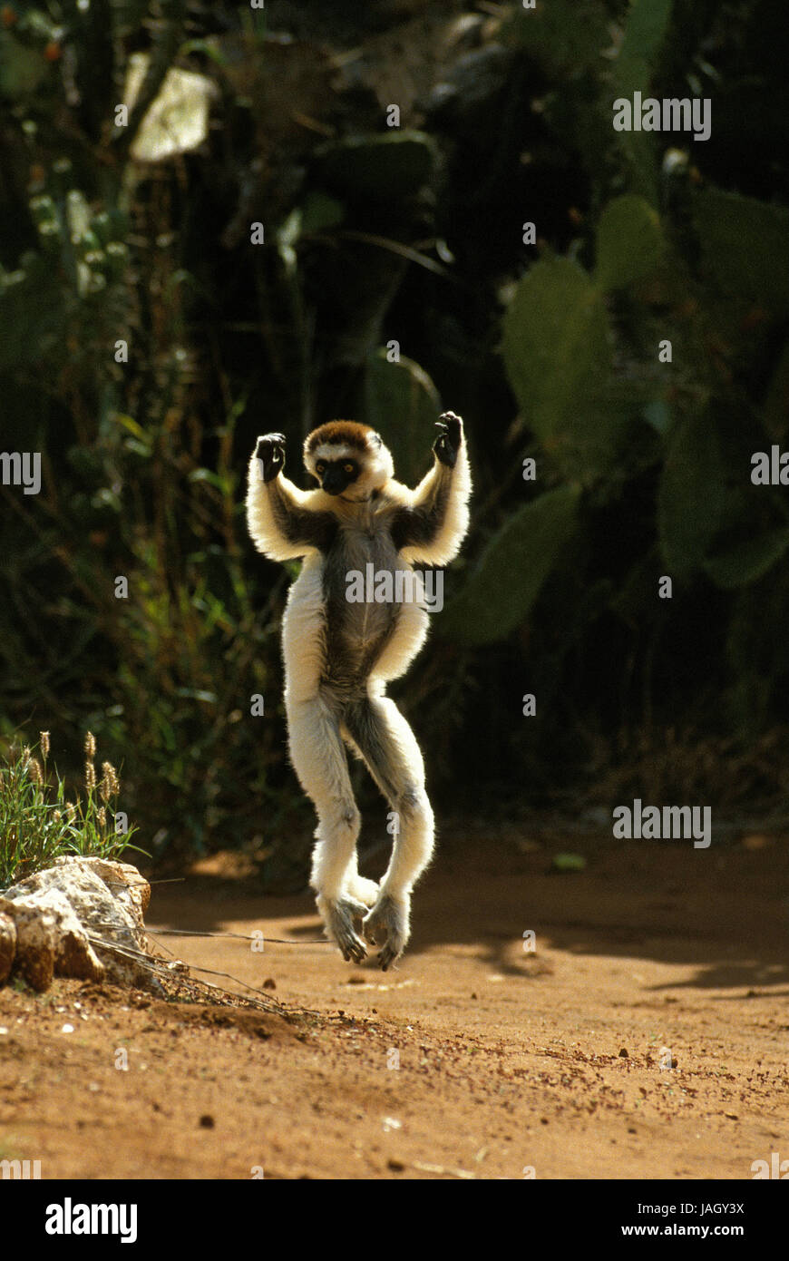 Larvensifaka,Propithecus verreauxi,adult animal,jump,hop,open land ...