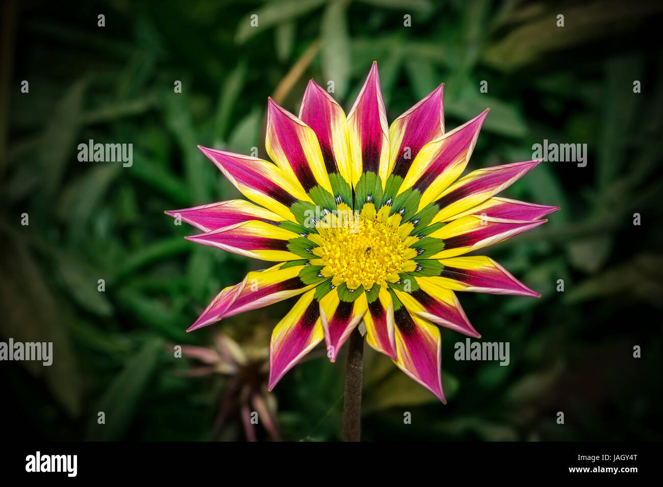 Composite flowers hi-res stock photography and images - Alamy