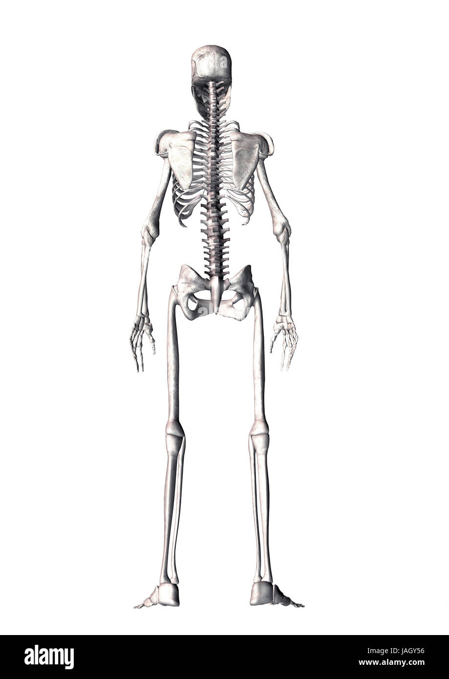 Back of skeleton hi-res stock photography and images - Alamy