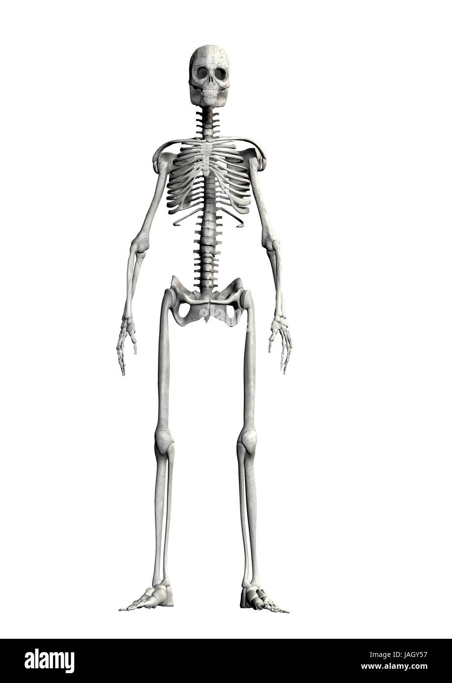 From front view of Cut Out Stock Images & Pictures - Alamy