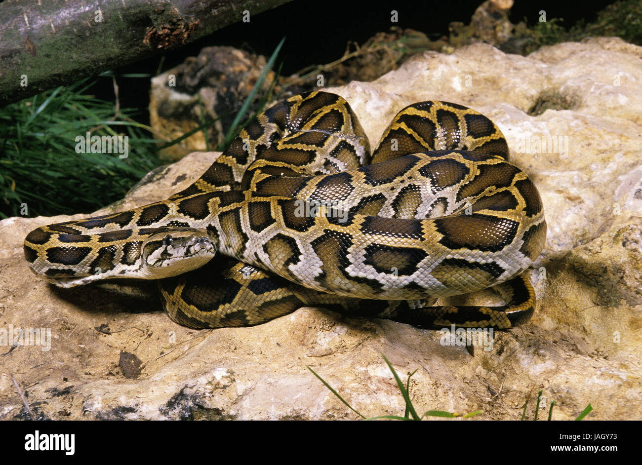 Tiger's python,python molurus,adult animal,stone Stock Photo - Alamy