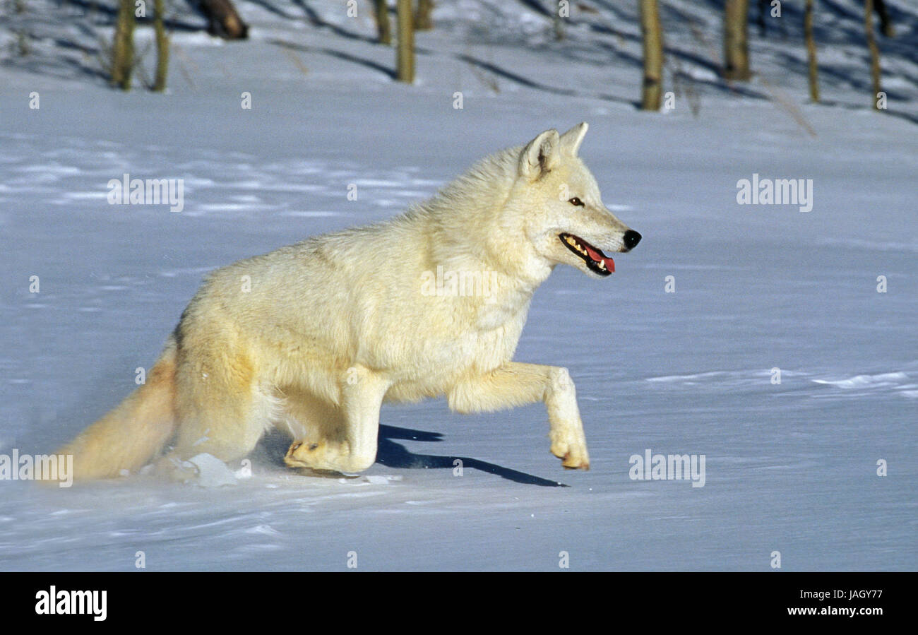 Polar wolf or Iberian wolf,Canis lupus tundra-around,adult animal,run ...
