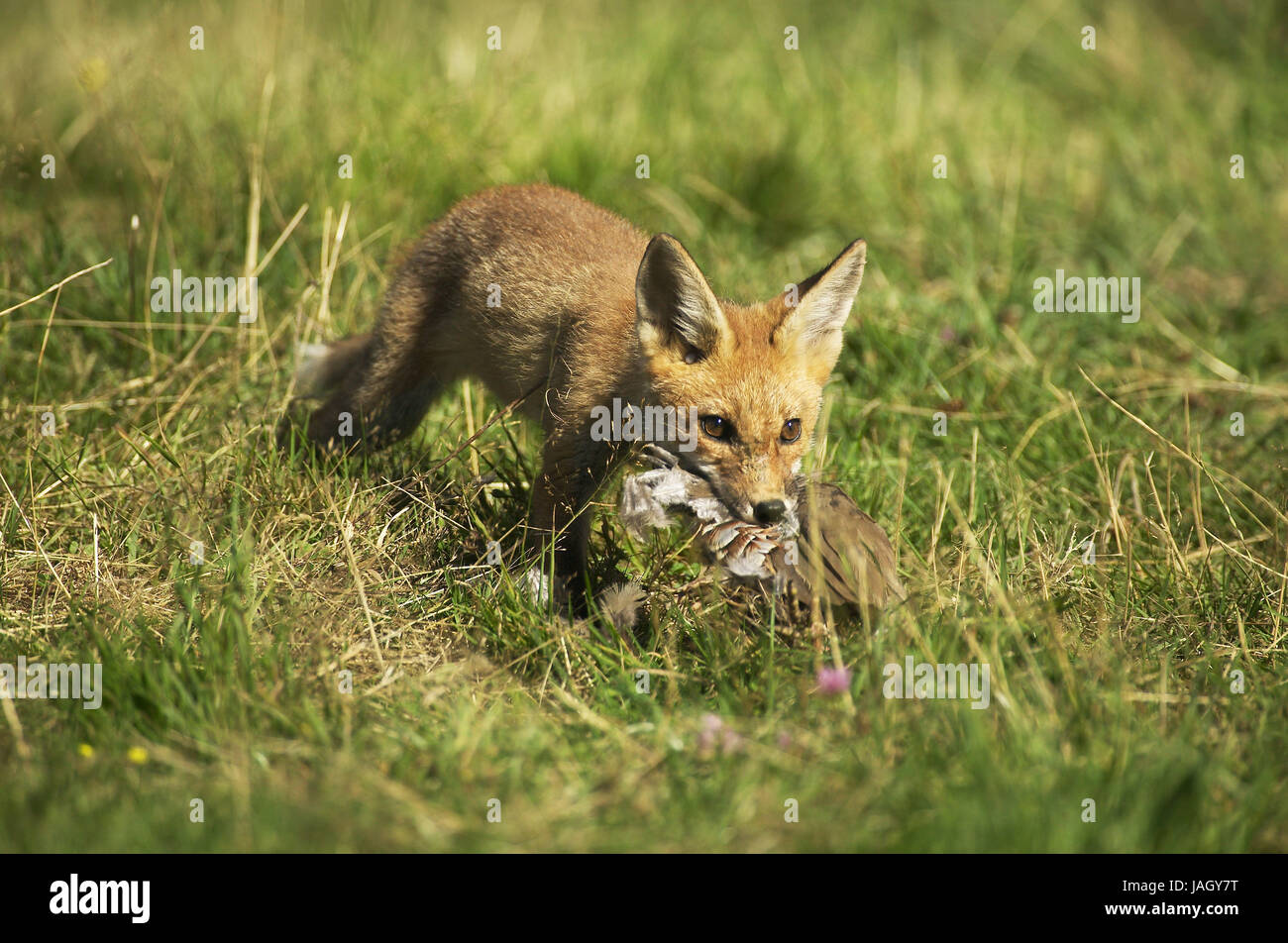 Fox kill hi-res stock photography and images - Alamy