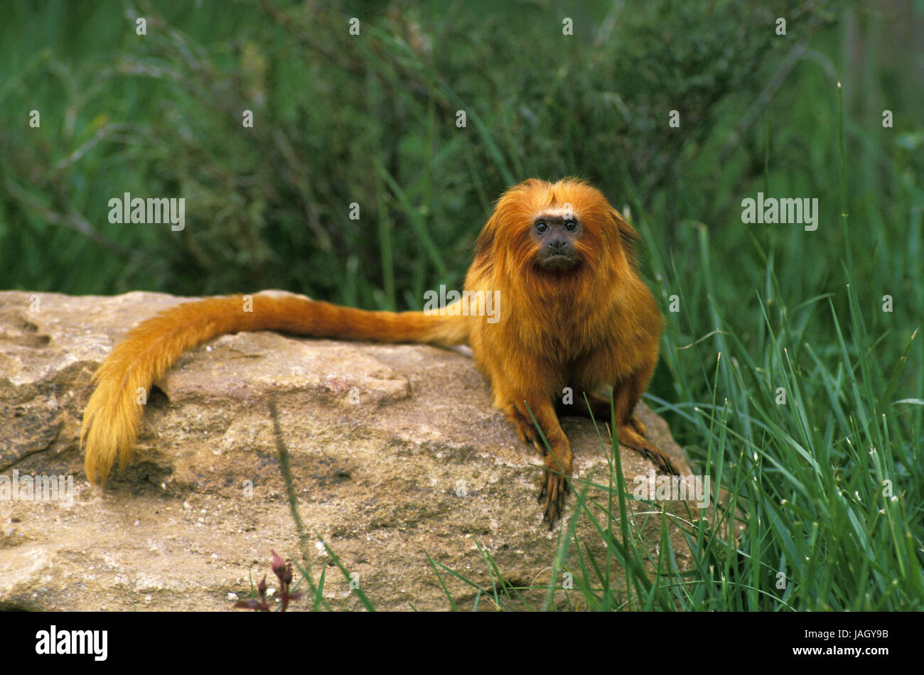 Golden brown little lions monkey hi-res stock photography and images ...