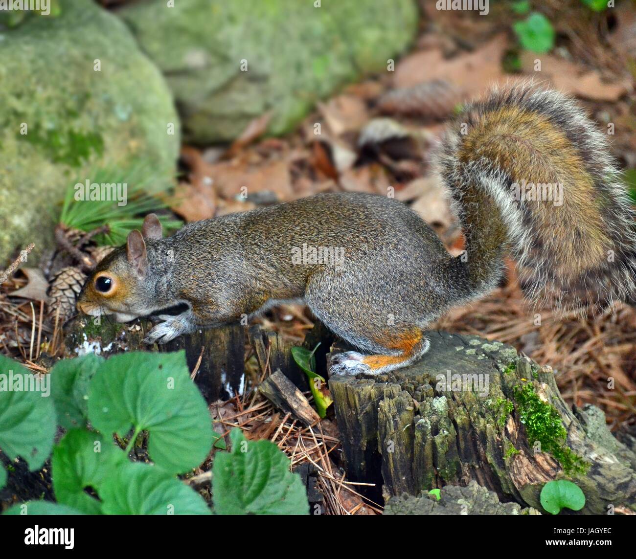 Georgia squirrels hi-res stock photography and images - Alamy