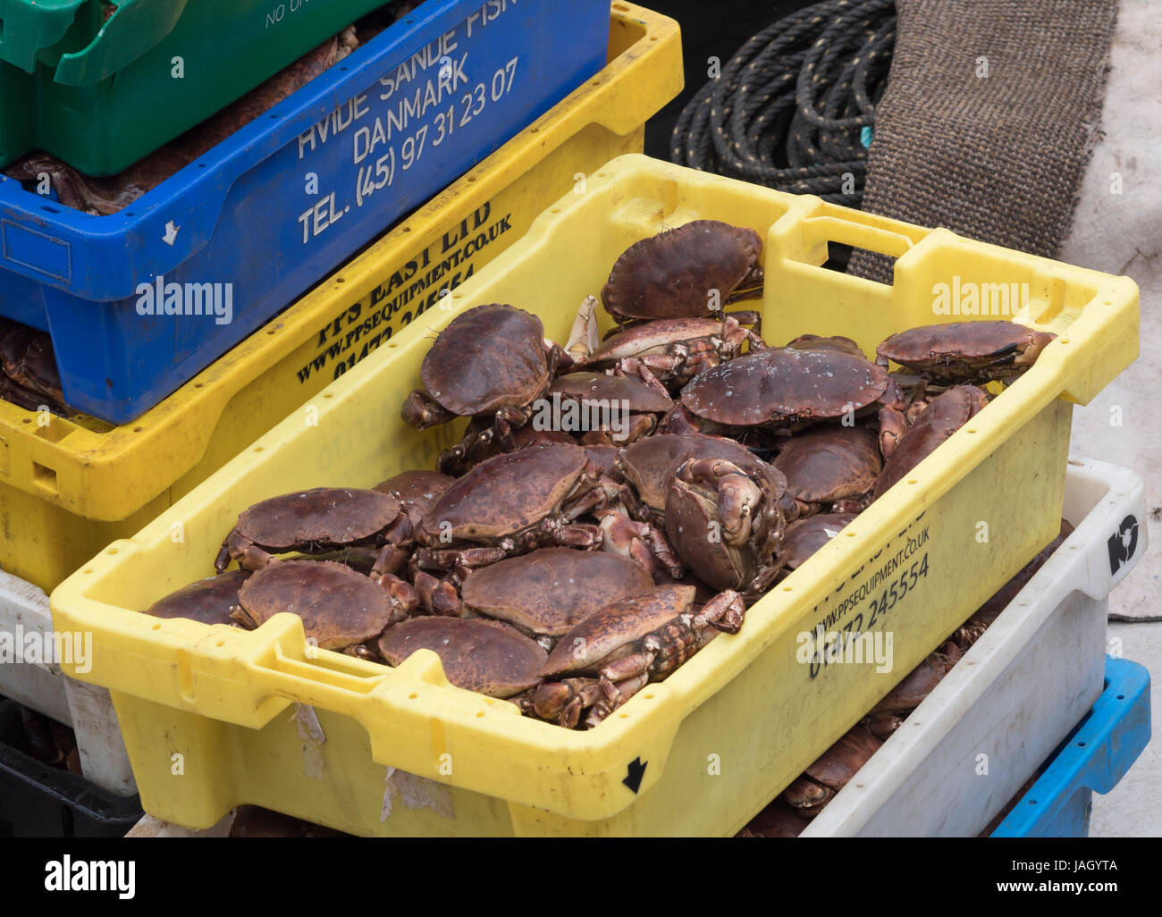 Tray of crabs on quayside, Scarborough, Yorkshire, England, UK Stock ...