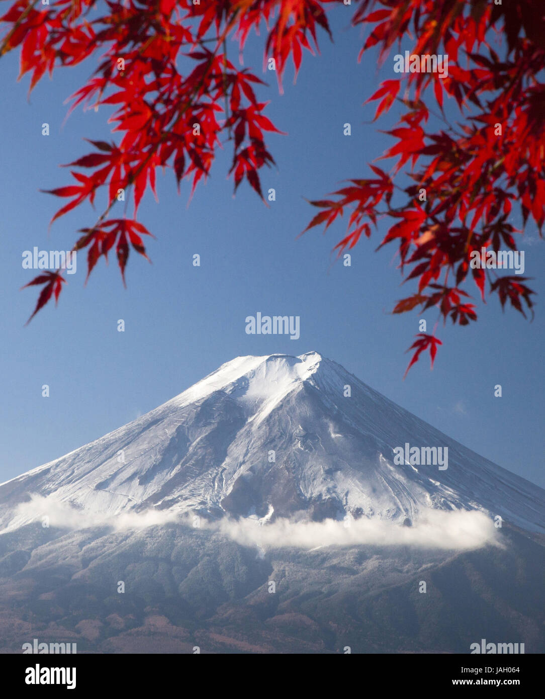 Japanese maple momiji hi-res stock photography and images - Alamy