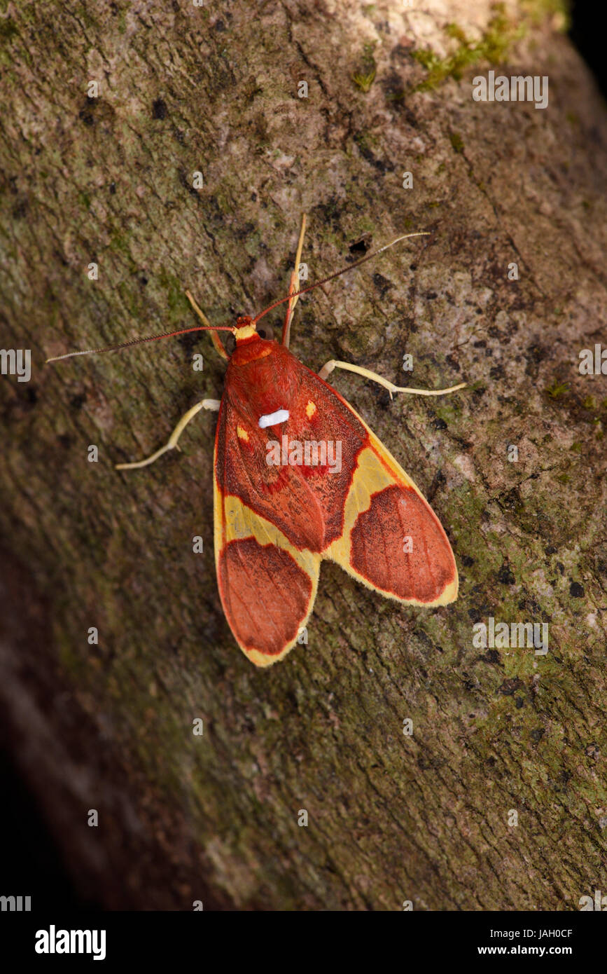 Moth costa rica hi-res stock photography and images - Alamy