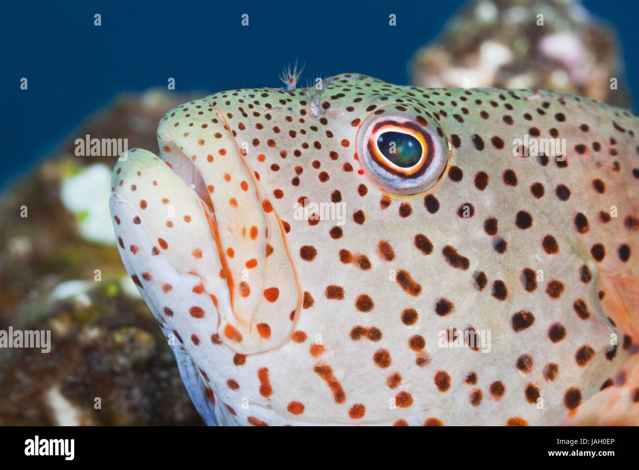 Coral guard hi-res stock photography and images - Alamy