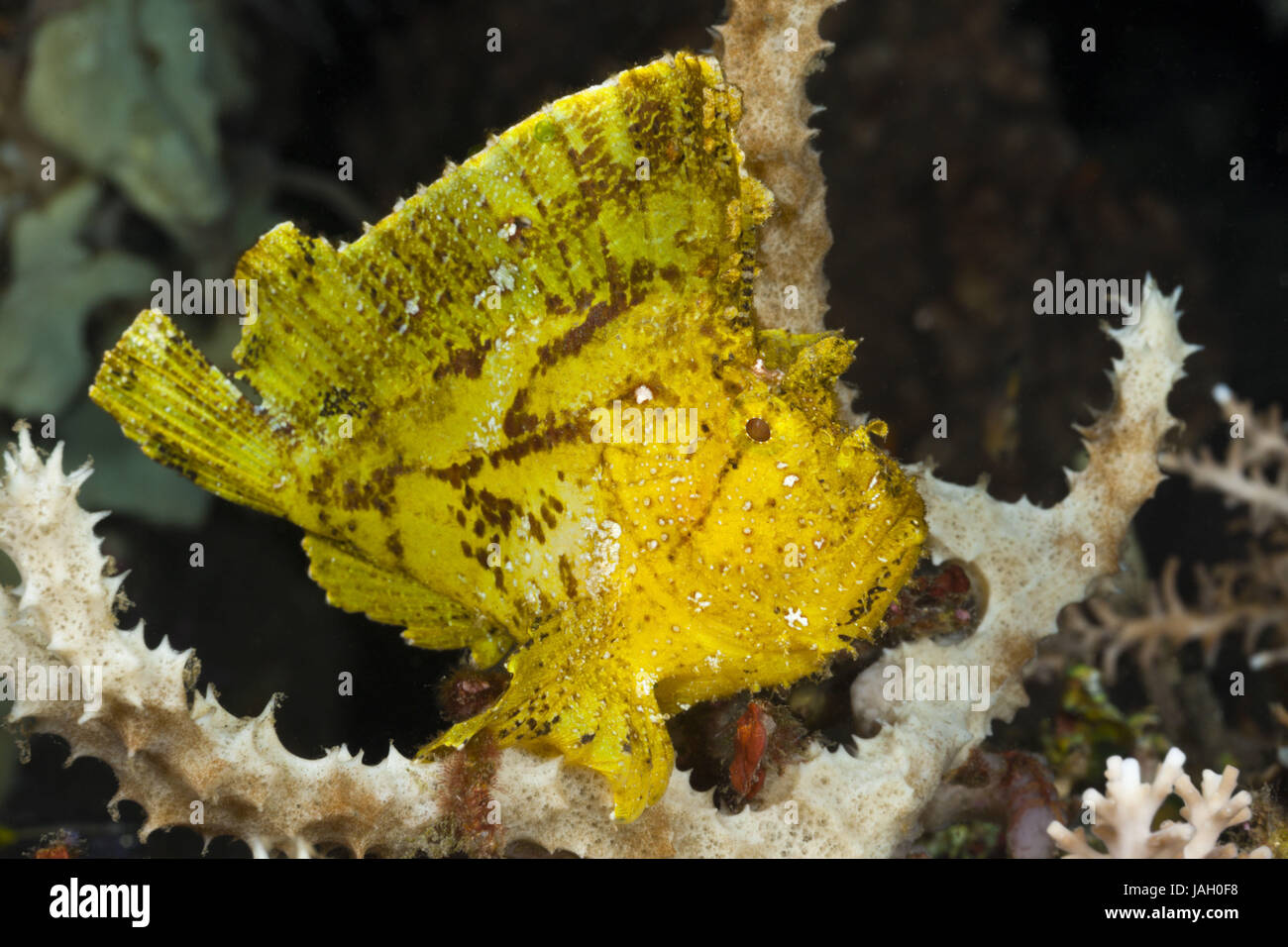 Yellow swing fish hi-res stock photography and images - Alamy