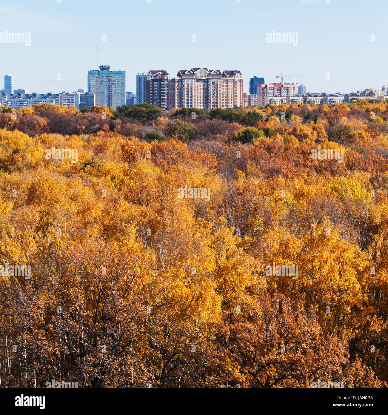 urban buildings on autumn forest edge with yellow trees in sunny day ...