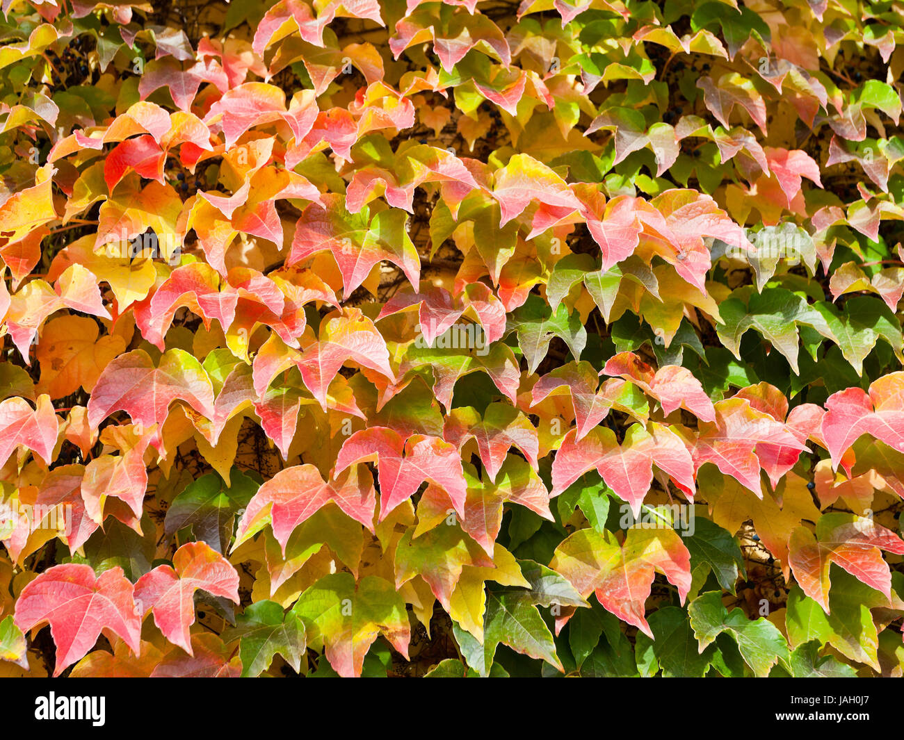 Yellow ivy leaf hedera helix hi-res stock photography and images - Alamy