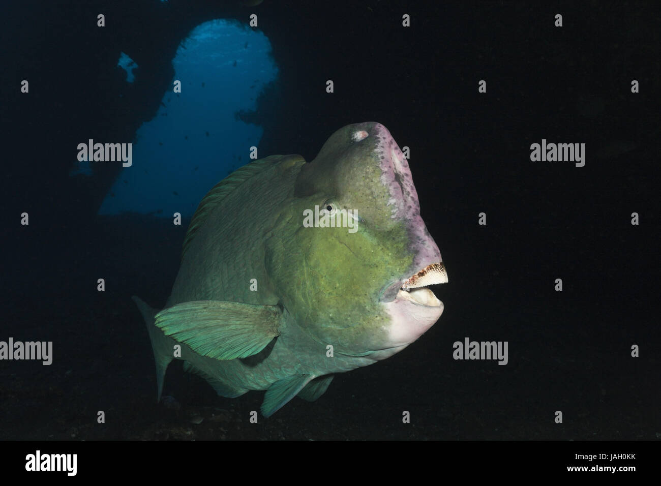 Buffalo head parrot fish in the Liberty wreck,Bolbometopon muricatum ...