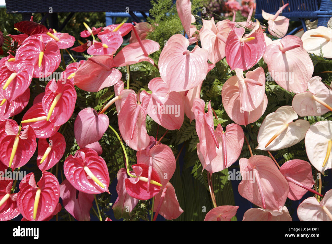 Portugal,Madeira,Funchal,flower feast 'Festa there of Flor',pageant ...