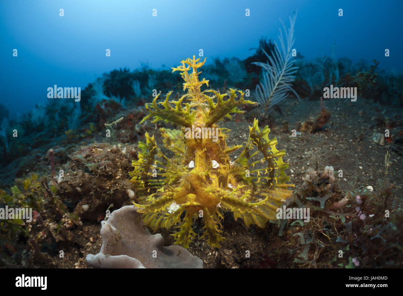 Yellow algae-gulp woodpecker,Rhinopias frondosa,Alam Batu,Bali ...