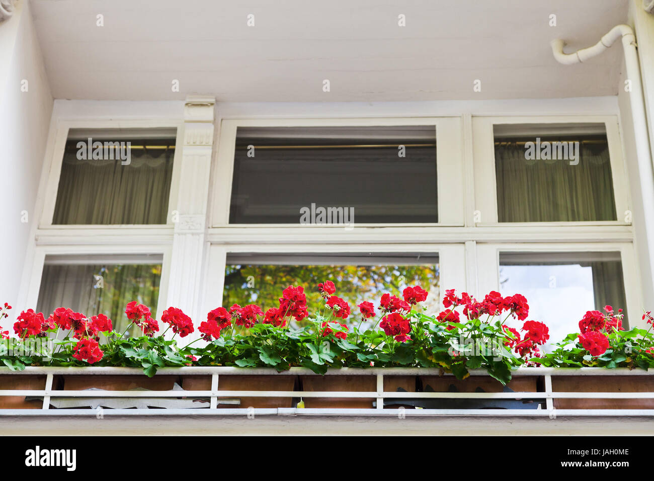 bed of red flowers on balcony of apartment building in Berlin Stock ...
