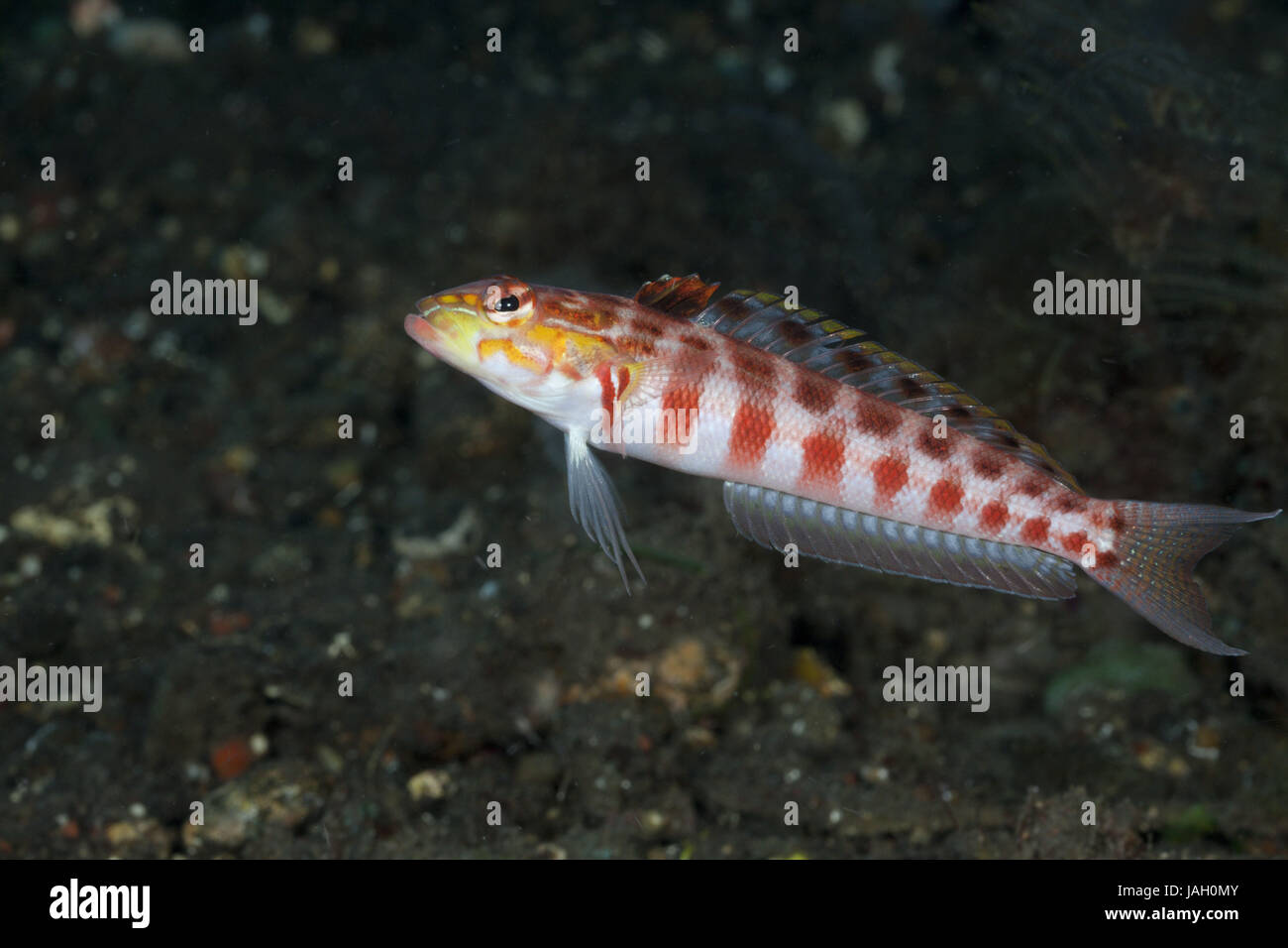 Red blotches-Sand perch,par snow-free C sharp schauinslandi,Alam Batu ...