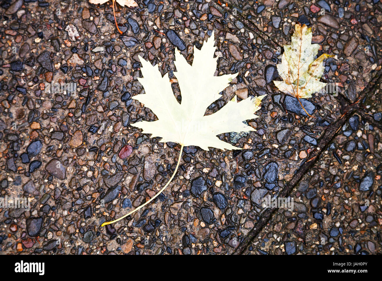 autumn maple leaf on pebble pavement in rainy day Stock Photo - Alamy
