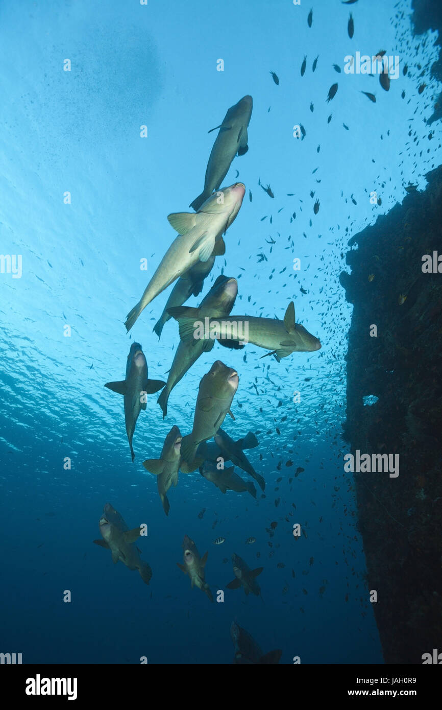 Group of buffalo head parrot fish,Bolbometopon muricatum,Tulamben,Bali ...