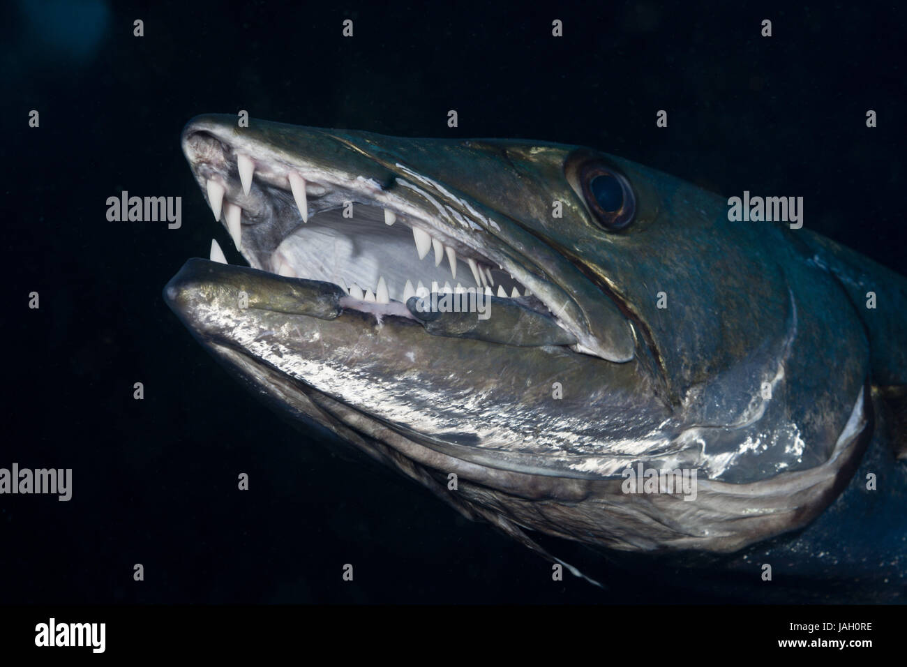 Small barracuda hi-res stock photography and images - Alamy