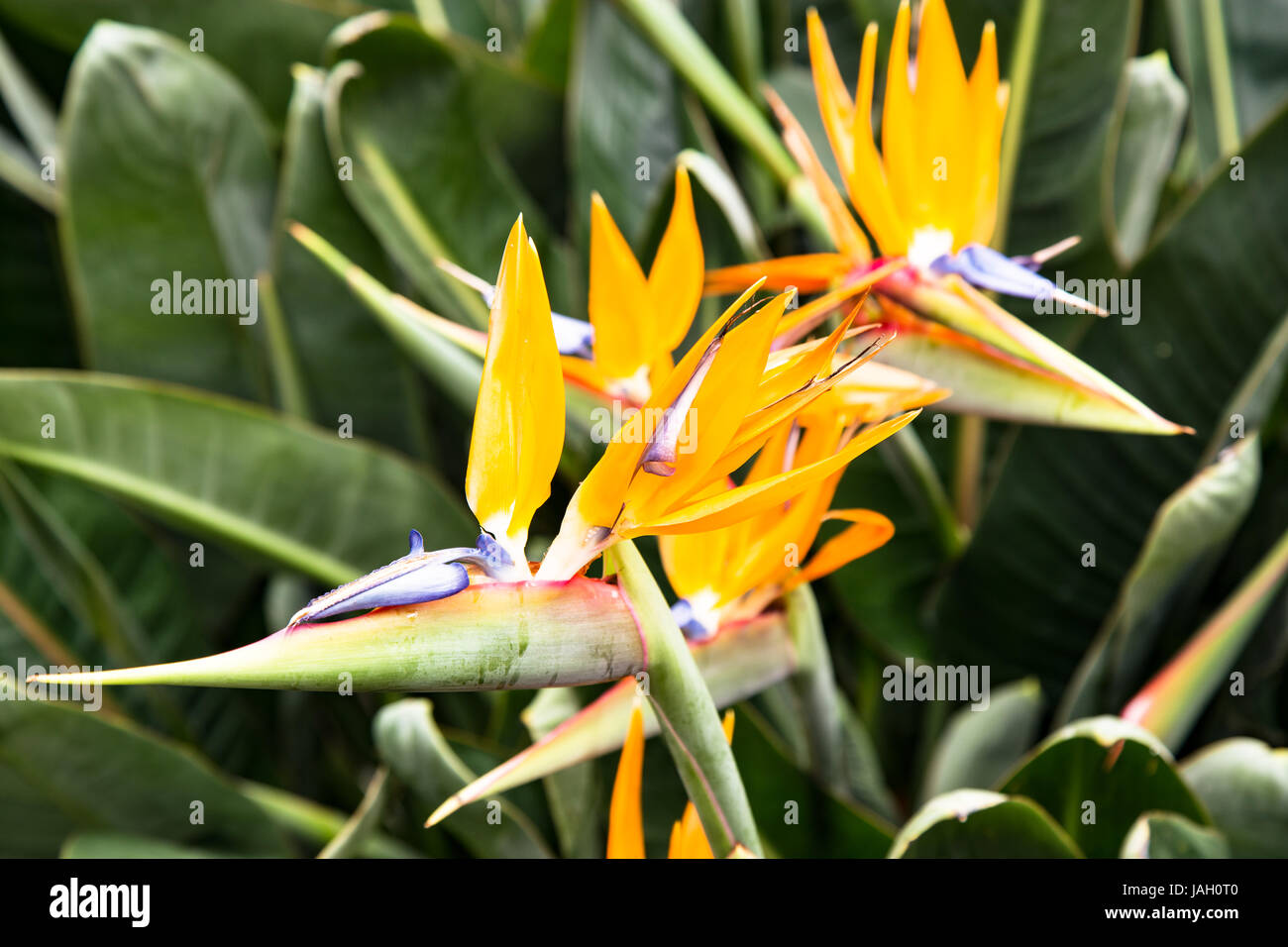 Exotic colorful but poisonous flowers. Poison Garden in Guimar ...