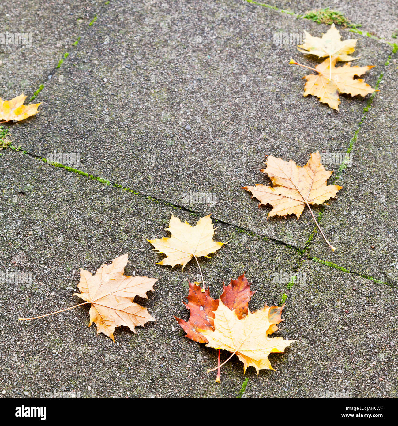 autumn maple leaves on pebble pavement in rainy day Stock Photo - Alamy