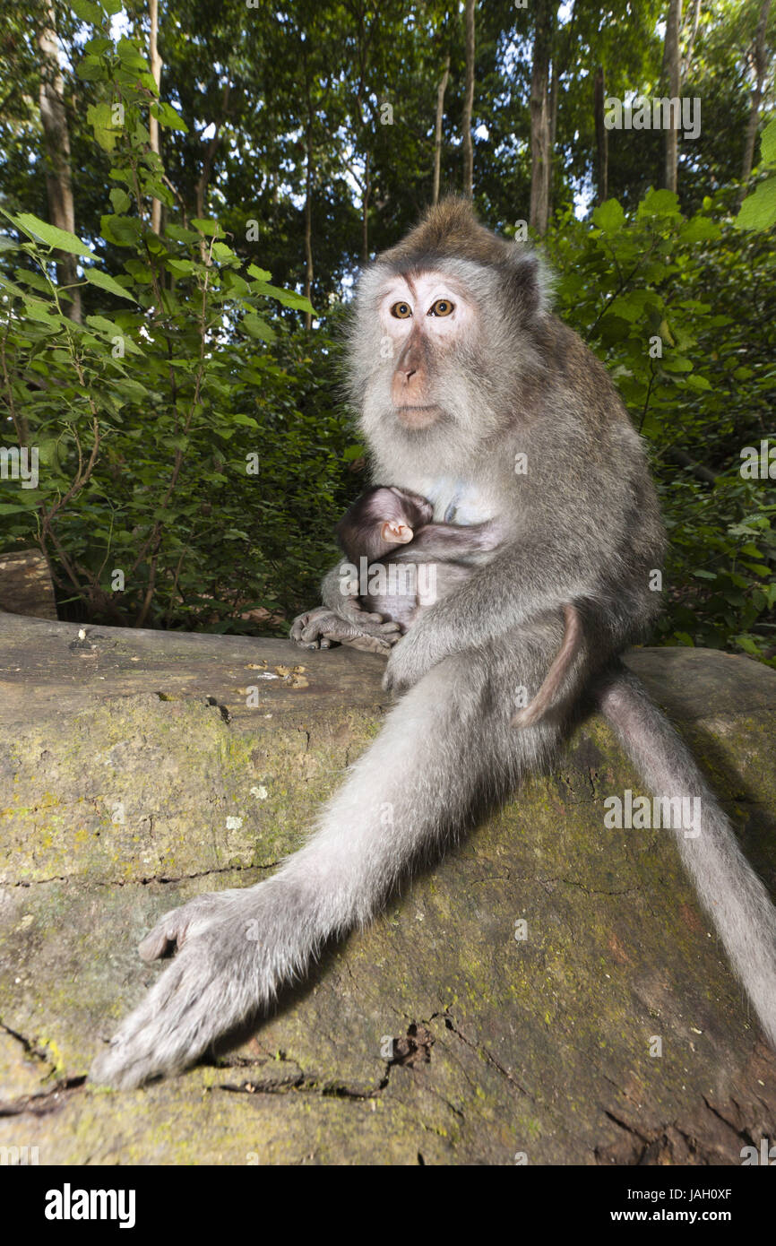Javanese's monkey with baby,Macaca fascicularis,Bali,Indonesia Stock ...