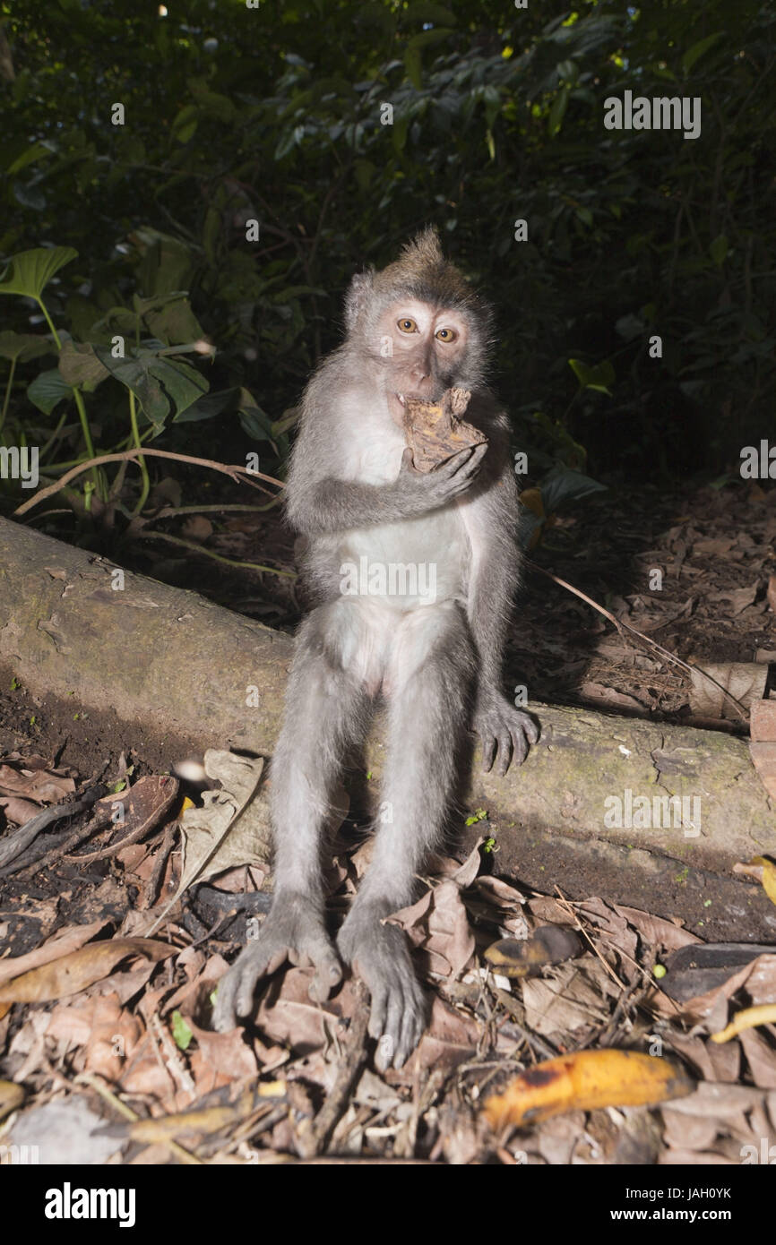 Javanese's monkey,Macaca fascicularis,Bali,Indonesia Stock Photo - Alamy
