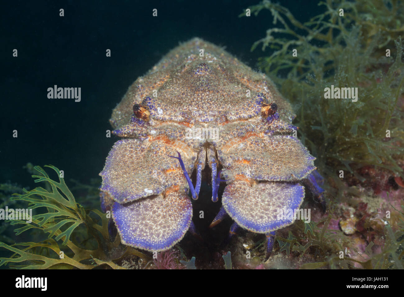 Big flat lobster,Scyllarides latus,Cap de Creus,Costa Brava,Spain Stock ...