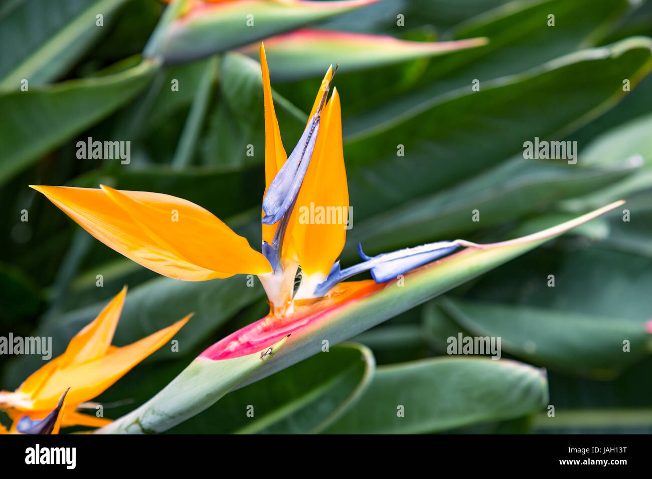 Exotic colorful but poisonous flowers. Poison Garden in Guimar ...