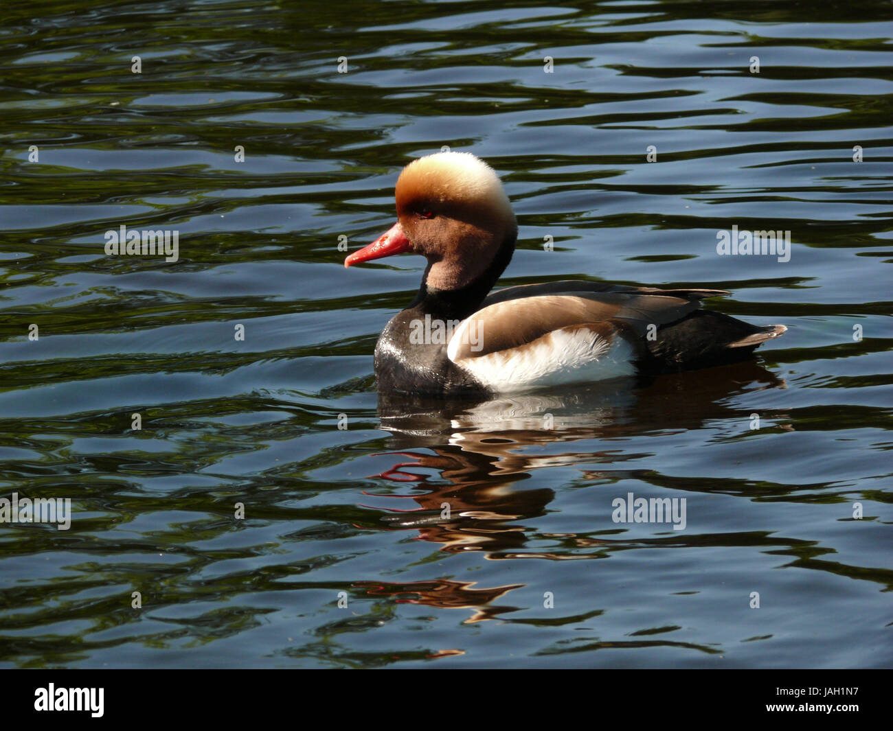 Flask ducks hi-res stock photography and images - Alamy