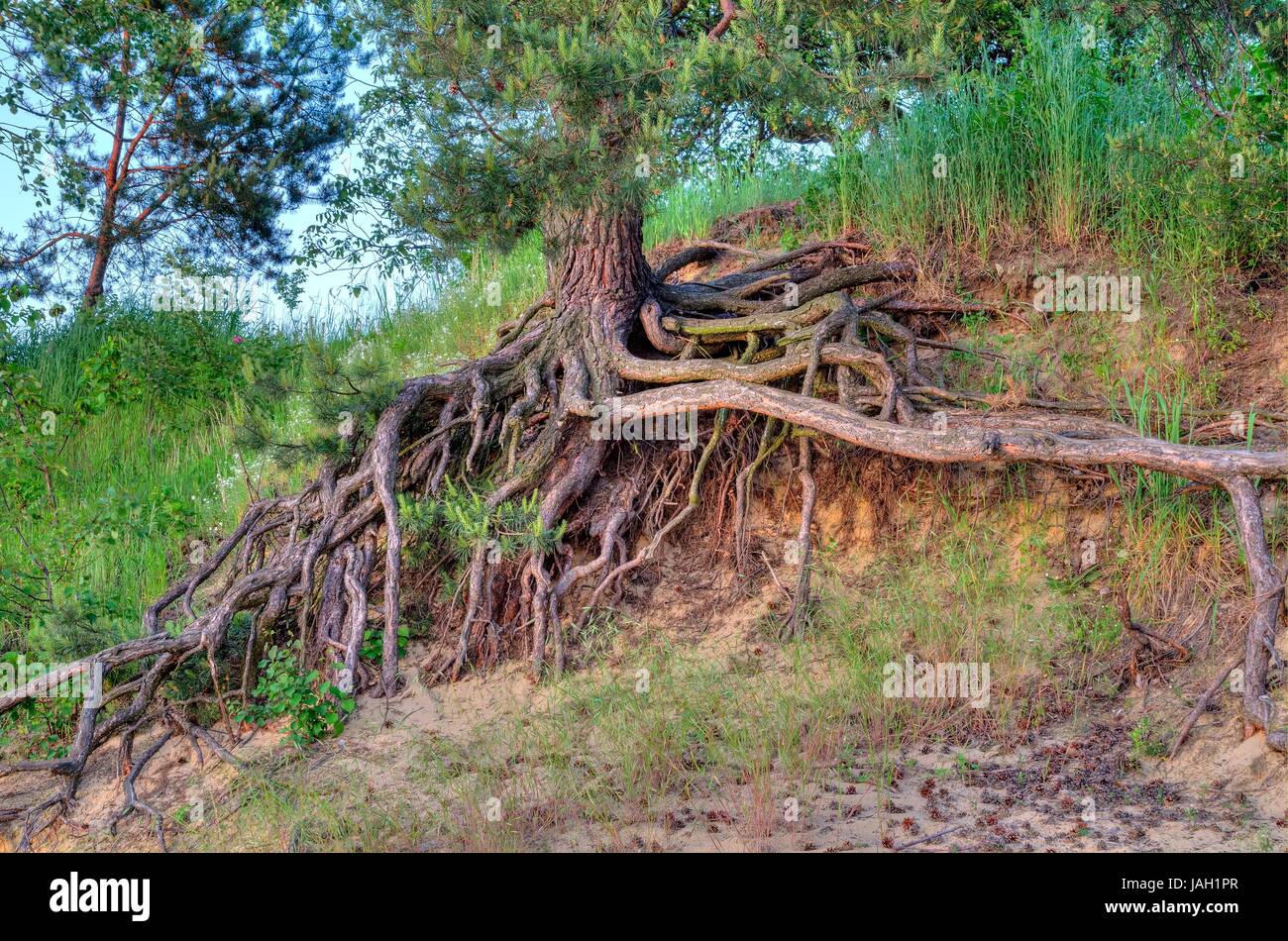 Timber plant hi-res stock photography and images - Alamy