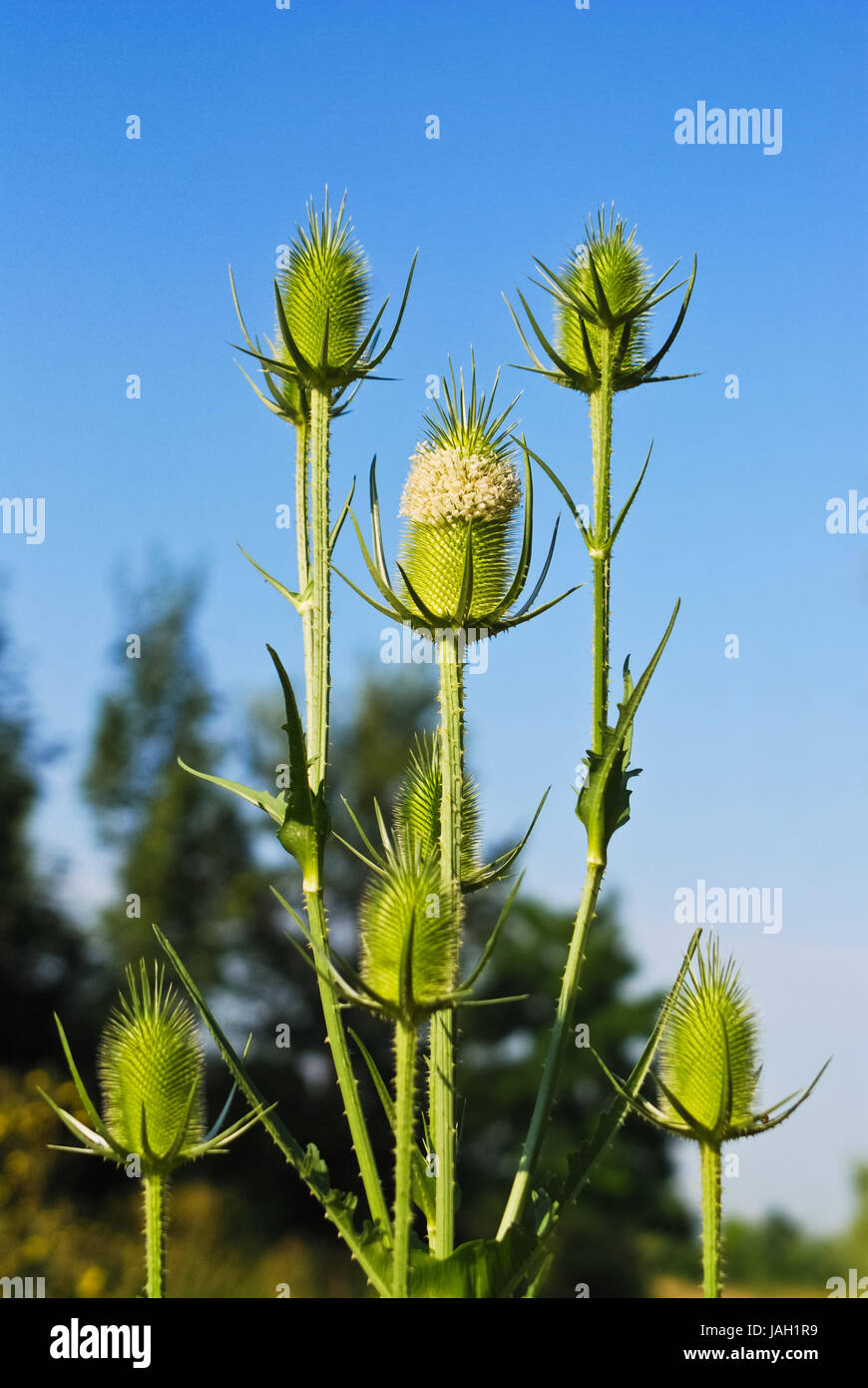 thistle of fuller's teasel in spring Stock Photo - Alamy