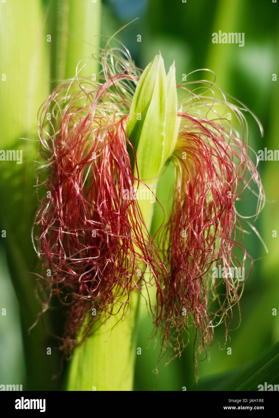 Cob and fibers hi-res stock photography and images - Alamy