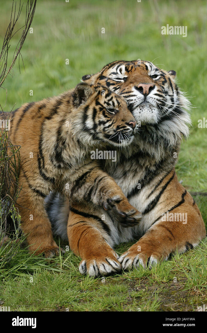 Sumatra tigers,Panthera tigris sumatrae,mother animal,young animal ...