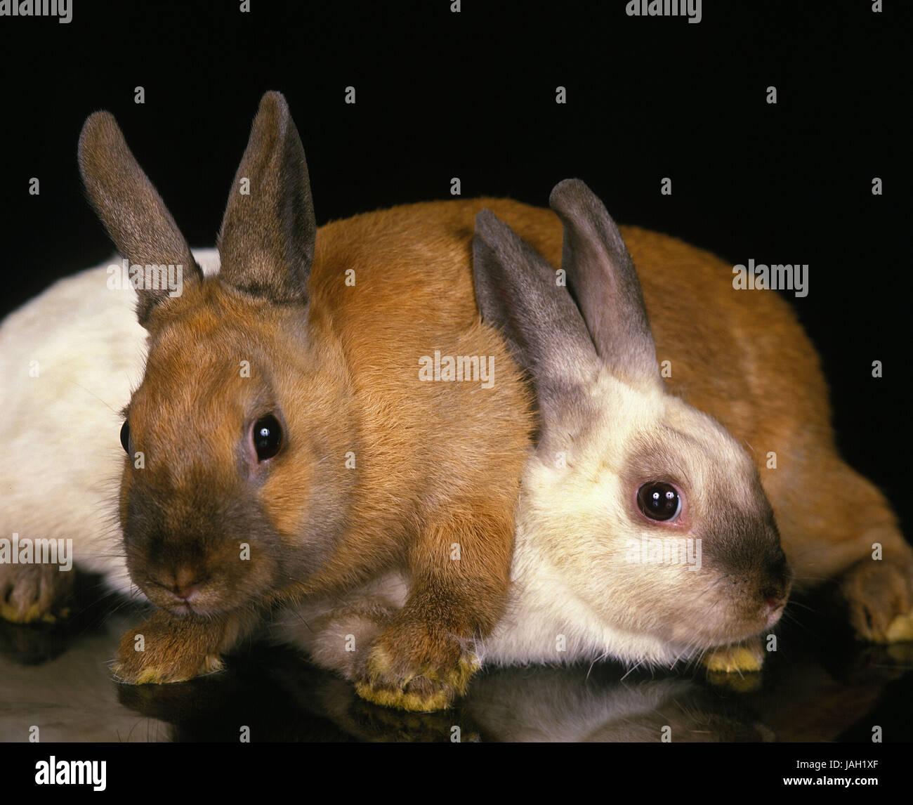 Pygmy rabbits,two adult animals,black background Stock Photo - Alamy