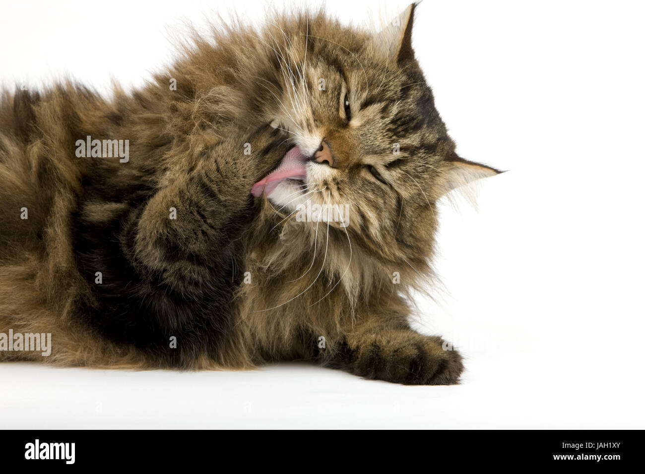 Long-haired cat,cat,lying,paw leak,white background Stock Photo - Alamy