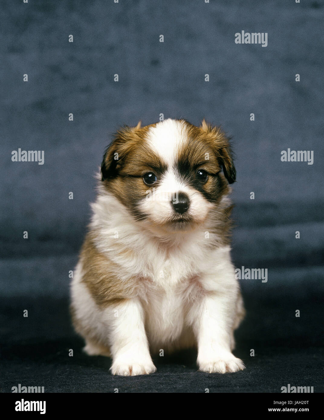 Continental dwarf's spaniel,Phalene,puppy,sit,studio Stock Photo - Alamy
