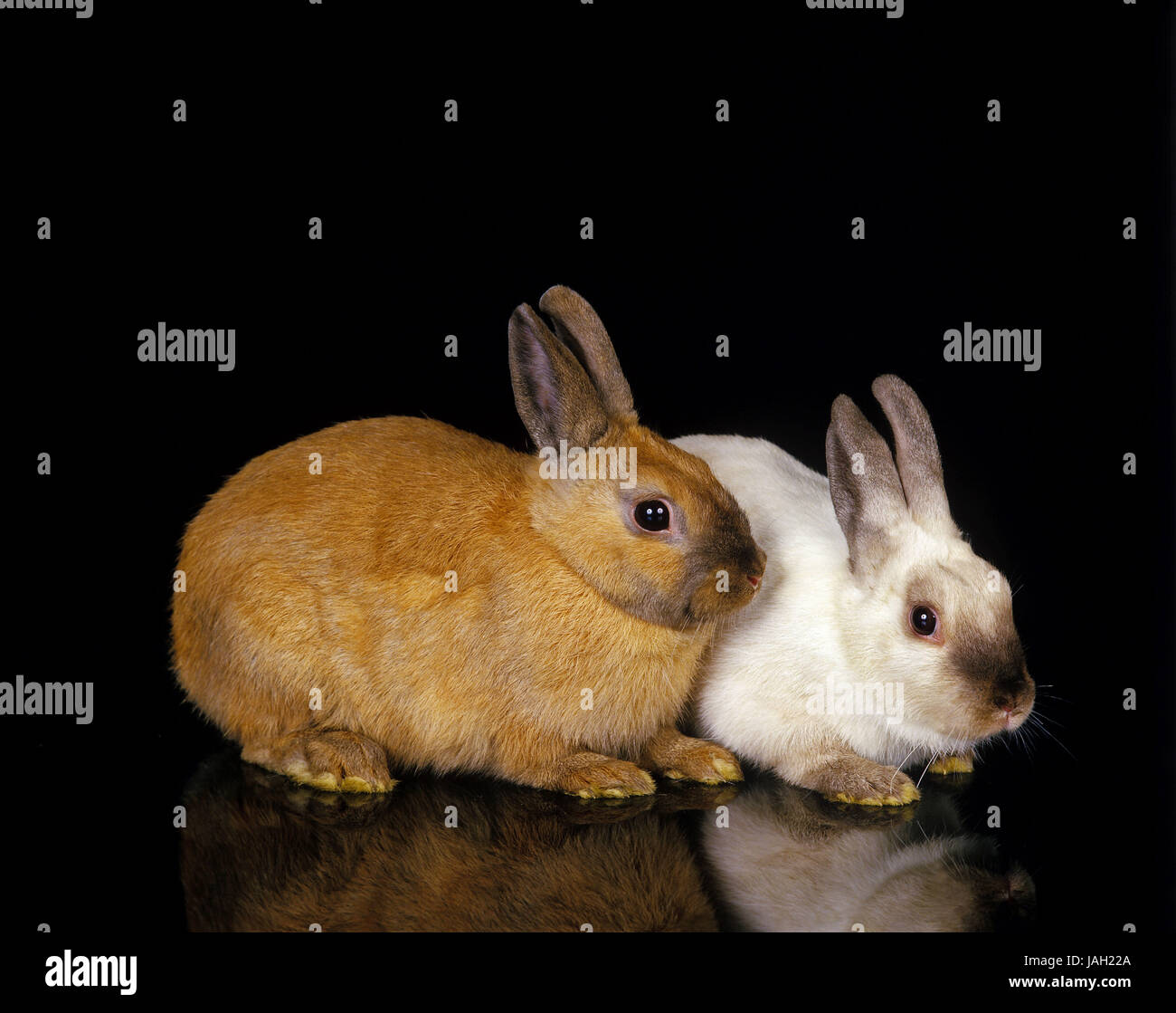 Pygmy rabbits,adult animals,black background Stock Photo - Alamy