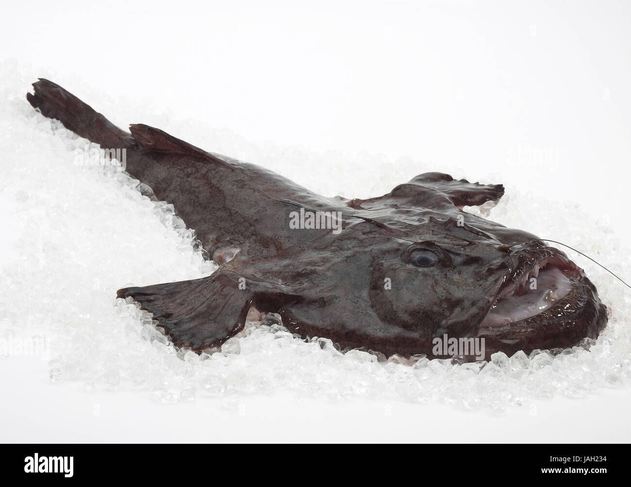 Monkfish,Lophius piscatorius,angler's fish,Lotte or Baudroie,freshly ...
