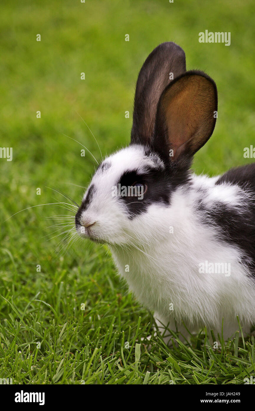 French rabbit,Geant Papillon franc A sharp,meadow,stand Stock Photo - Alamy